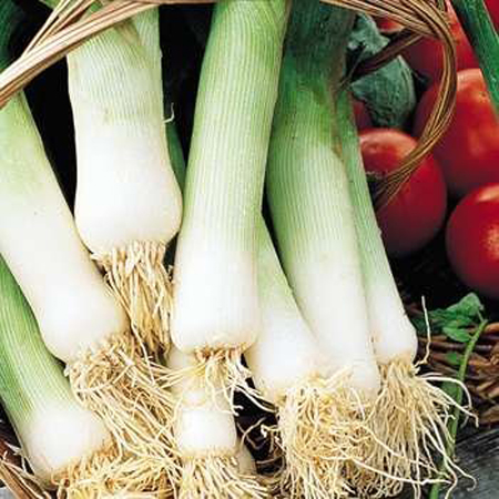 - Leeks - Jumbo pak