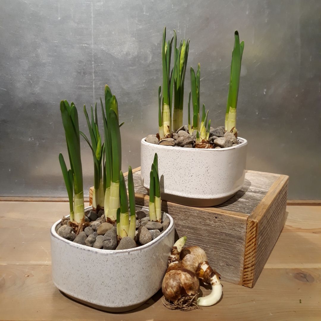 - Paperwhites in Blakely Pot #883084