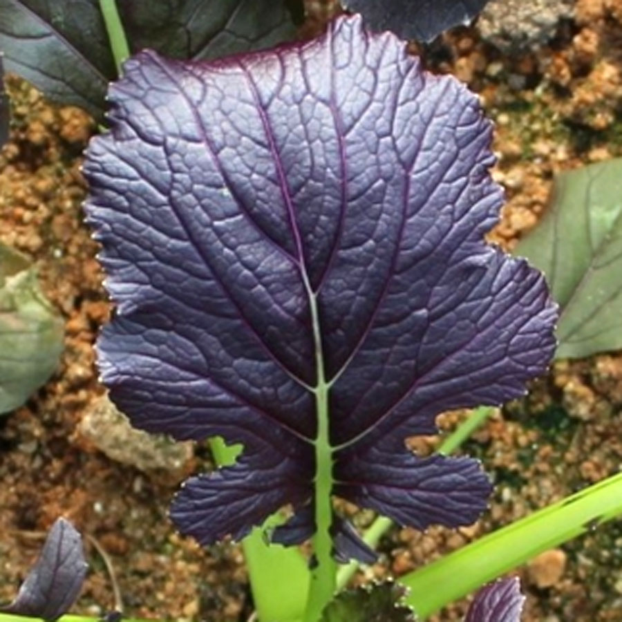 - Red Mustard - Jumbo 6pak