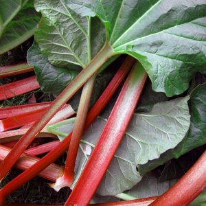 - Rhubarb - 1 gallon