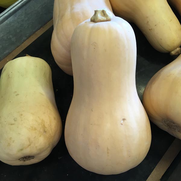 - Squash, Butternut - 3.5"